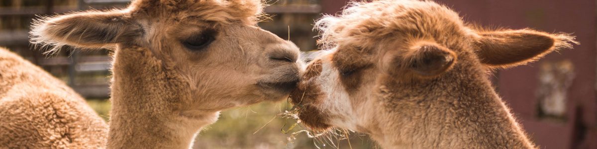 Acres of Love to Share in Collinsville, Oklahoma - Fitzgerald Acres ...