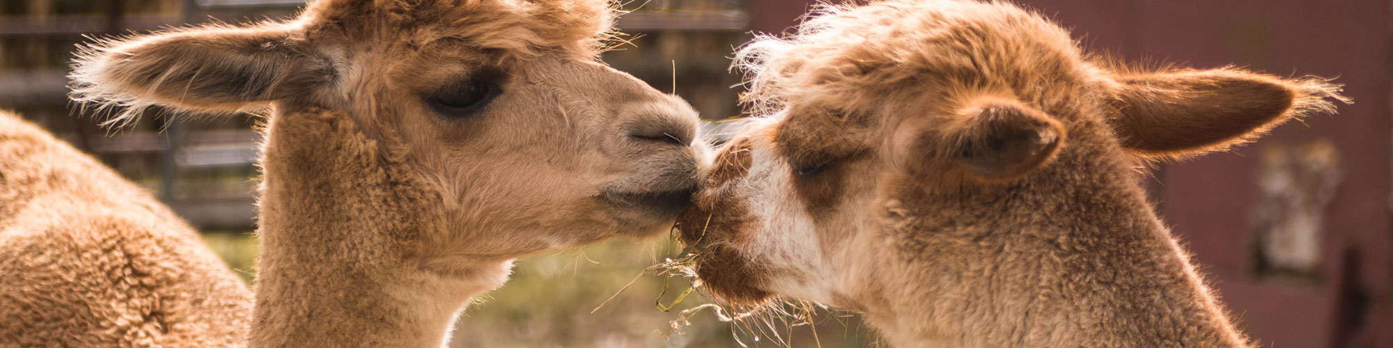Acres of Love to Share in Collinsville, Oklahoma - Fitzgerald Acres ...